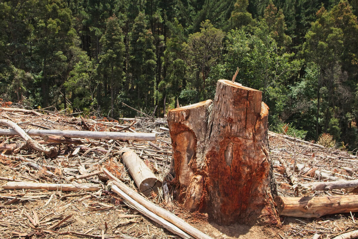 Are zero-deforestation commitments effective? - either/view